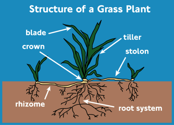 How Grass Works - Bowls Central