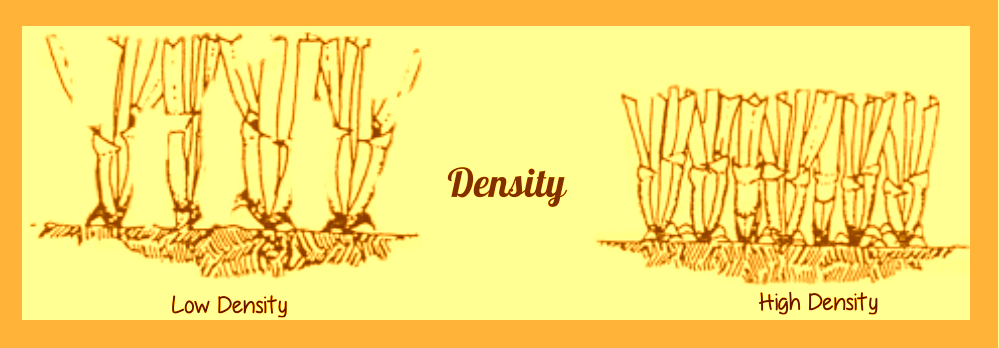 Green Performance Explained - Bowls Central