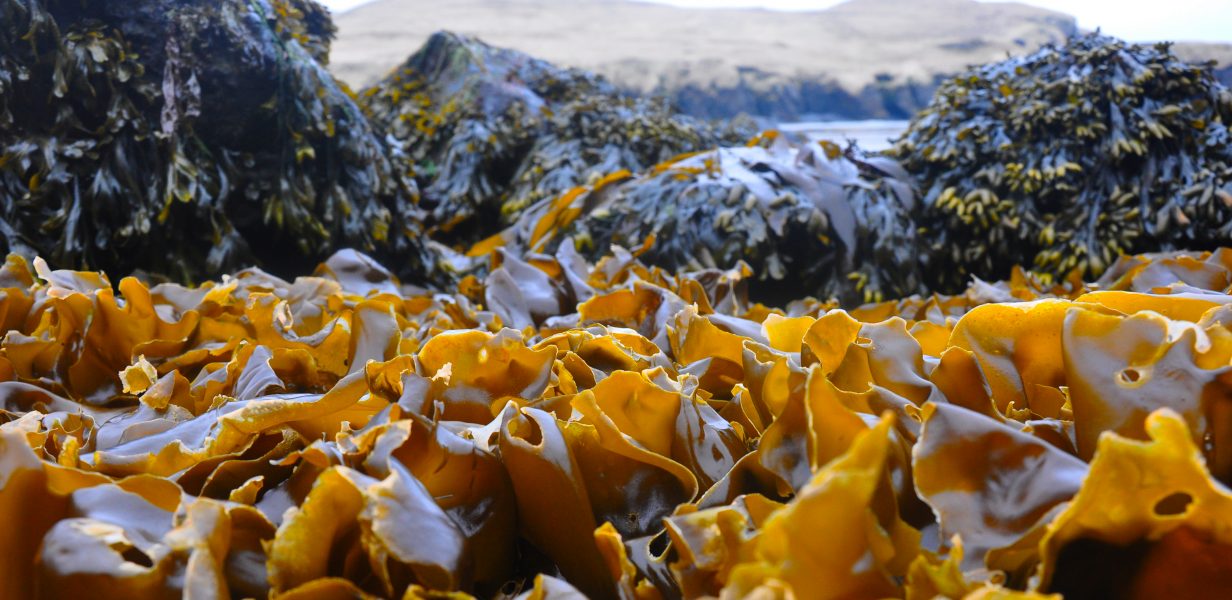 Seaweed and how it benefits your turf - Bowls Central