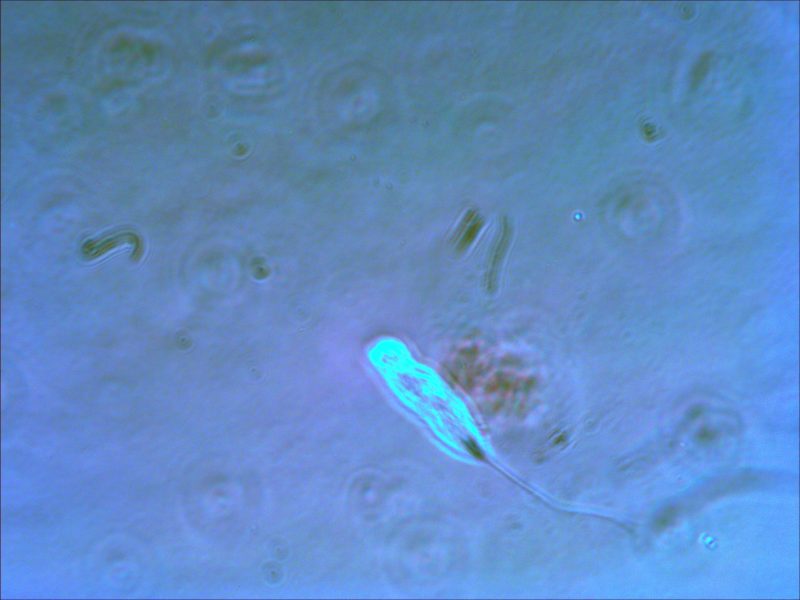 flagellate - Bowls Central