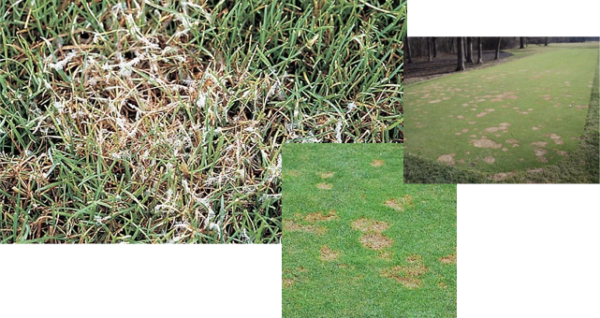 Turf problems and how to fix them - Bowls Central