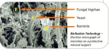 Bio-Fixations Archives - Bowls Central