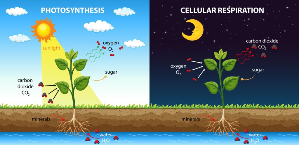 Turfgrass Physiology an introduction - Bowls Central